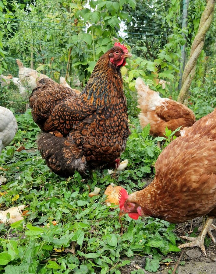 Animal Chicken Garden Flower Stock Photo - Image of chicken, flower ...