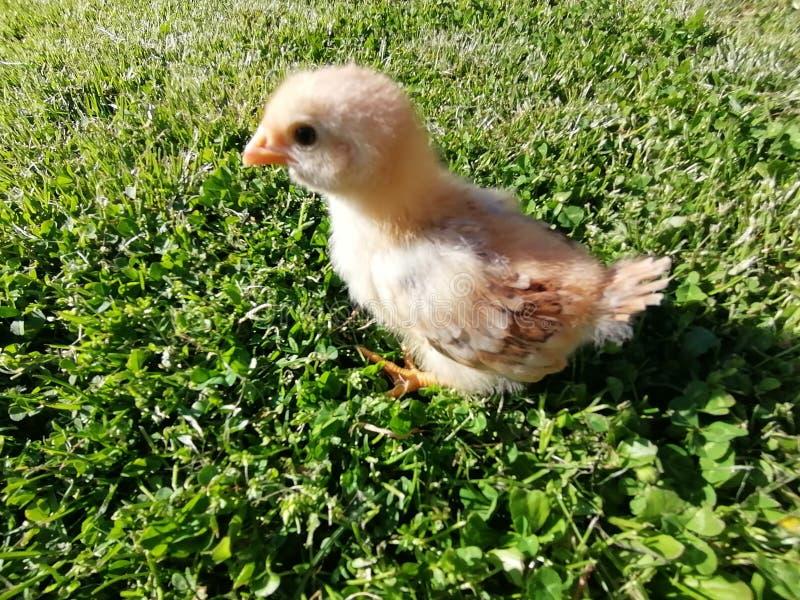 Animal Chicken Meadow Nature Stock Photo - Image of prairie, ducks ...