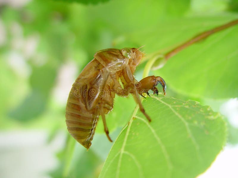 Cicada Cocoon Photos - Free & Royalty-Free Stock Photos from Dreamstime