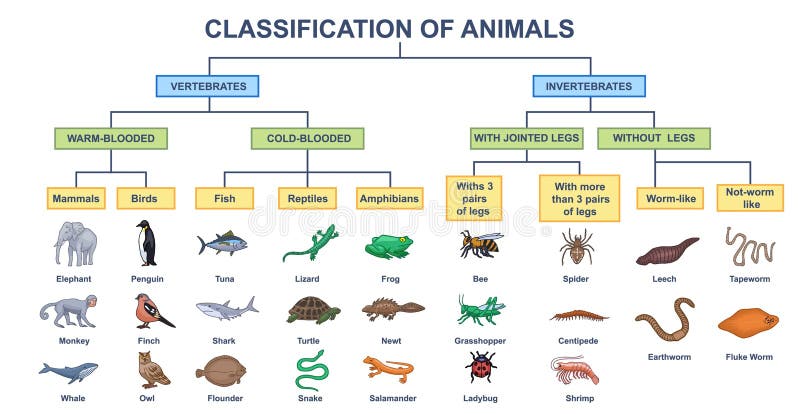 Animal Classification Diagram. Educational Infographics for Studying ... Animal Classification Diagram. Educational Infographics for Studying ...