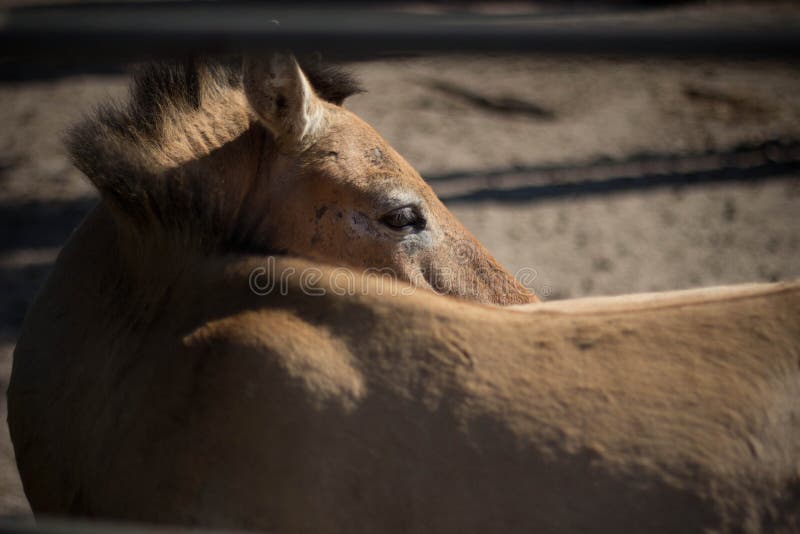 Animal, Close, -up stock image. Image of organism, farm - 109914863