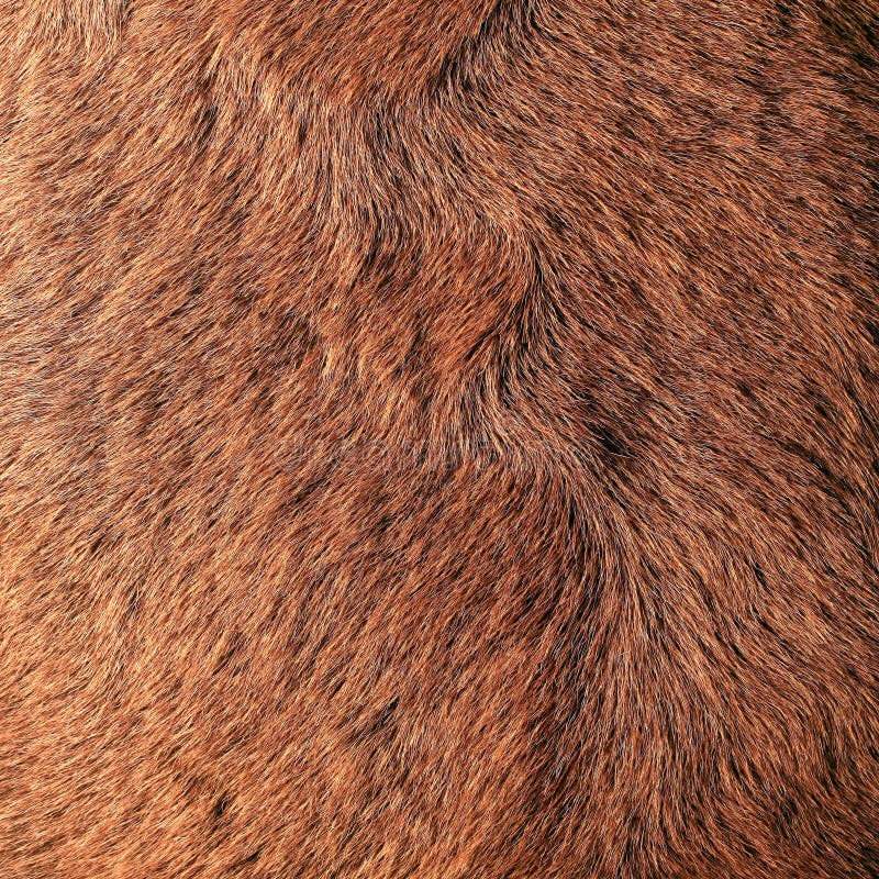 Animal Coat stock image. Image of hairy, gray, background - 6439505