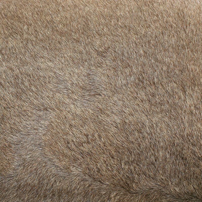 Animal Coat stock photo. Image of animal, skin, ibex - 11803530