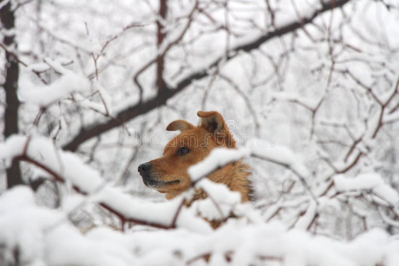 Animal, Canine, Cold Picture. Image: 109887501