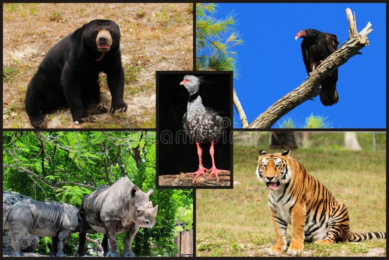 1,694 Zoo Animal Collage Stock Photos - Free & Royalty-Free Stock ...