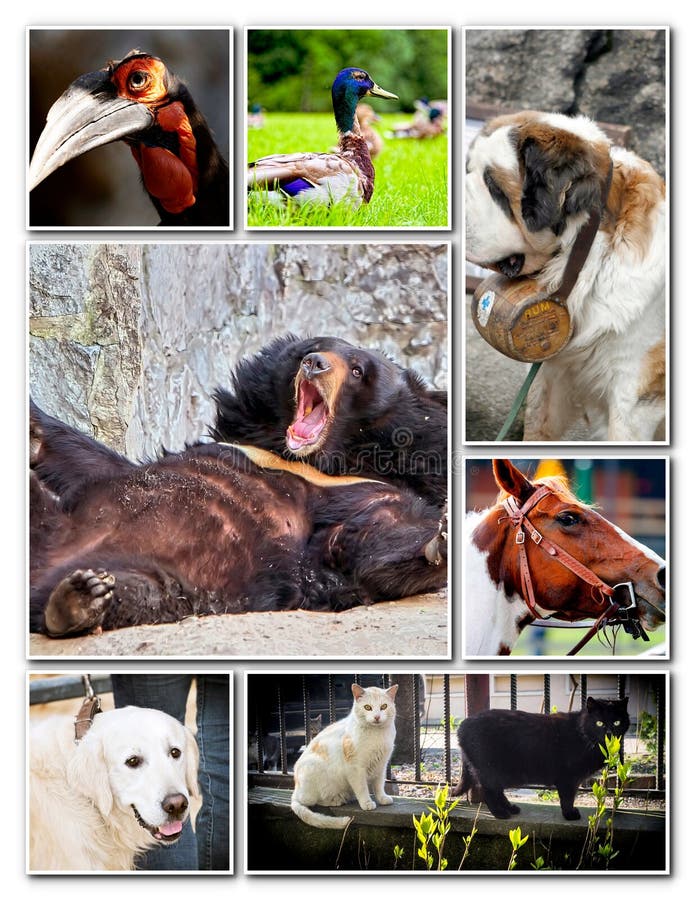 Different animals collage stock image. Image of assortment - 27167497