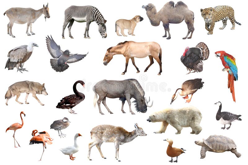 Collage of Farm Animals in English in Front of Whi Stock Photo - Image ...