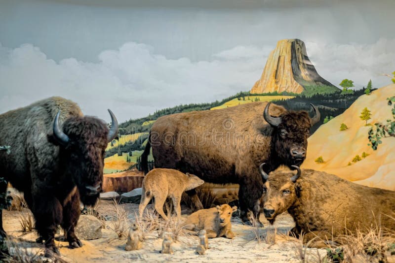 Animal Collection in the Museum Editorial Image - Image of outdoor ...