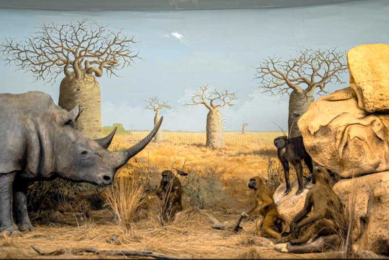 Animal Collection in the Museum Stock Photo - Image of buffalo ...