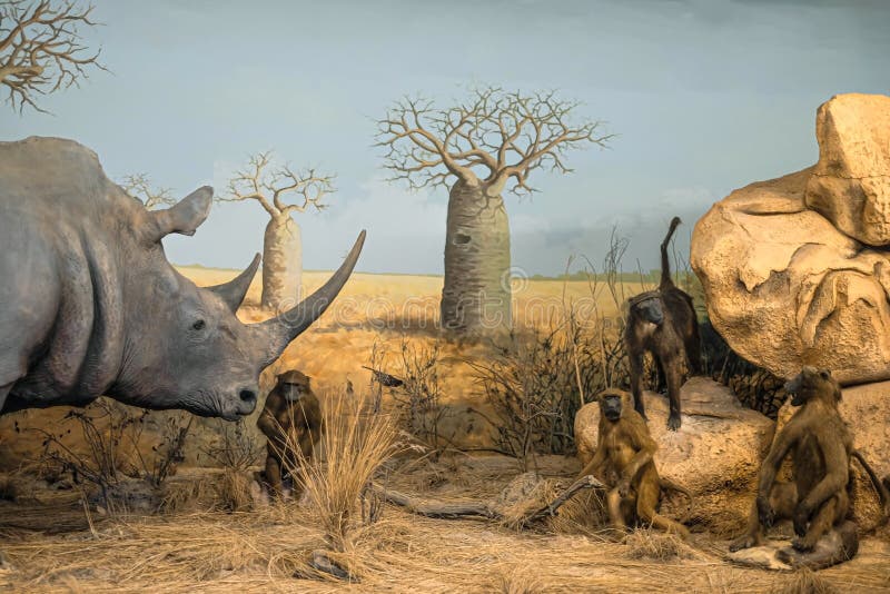 Animal Collection in the Museum Editorial Image - Image of outdoor ...