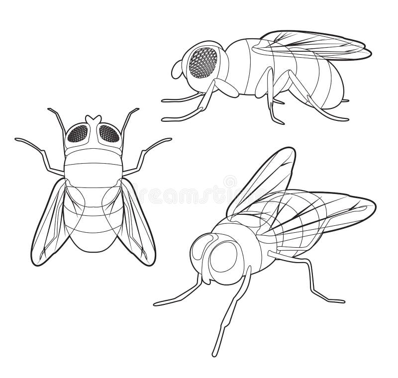 Cute Fly Cartoon Coloring Page Black And White Sketch Coloring Page