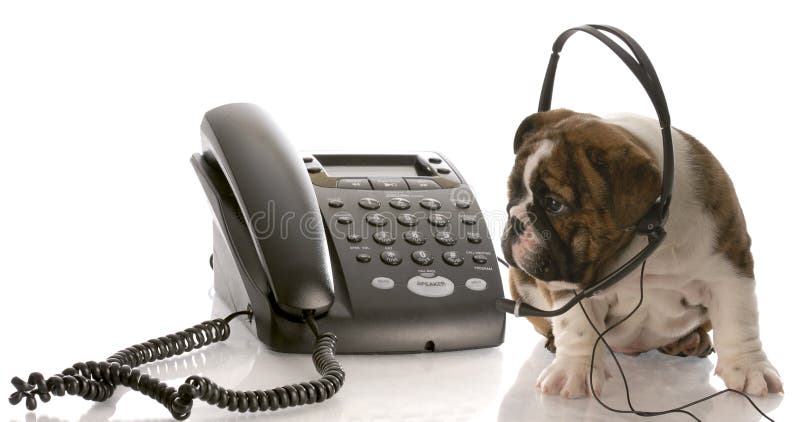 Dog on the phone stock photo. Image of puppy, humor, cute - 25491444