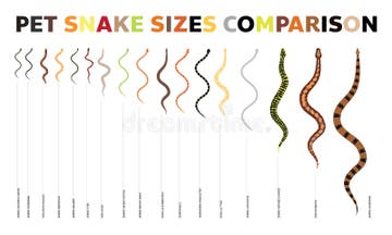 Animal Snake Pet Species Sizes Comparisons Vector Set Stock Vector ...