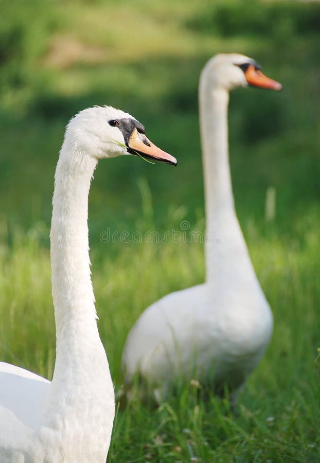 Animal love giraffes stock image. Image of pair, neck - 6912821