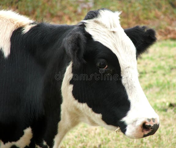 Animal - cow side on stock image. Image of livestock, mammal - 188535