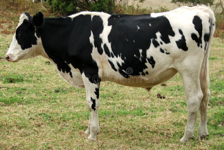 Animal - cow side full stock image. Image of eyes, ranch - 188557