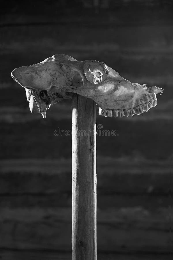 Animal cranium stock image. Image of animal, deer, ddskalle - 134412799