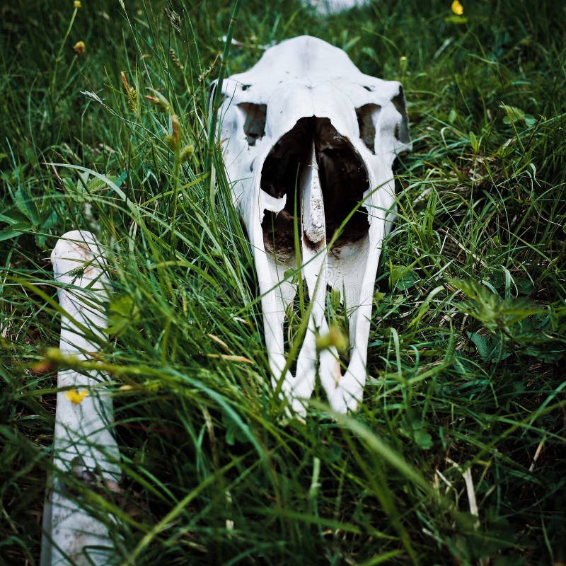 Animal cranium stock photo. Image of animal, cranium - 48016286