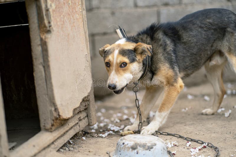 Animal Cruelty. Dog on a Chain. Stock Image - Image of gaze, chain ...