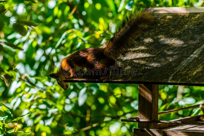 Animal Curieux Mignon D'écureuil Image stock - Image du conducteur ...