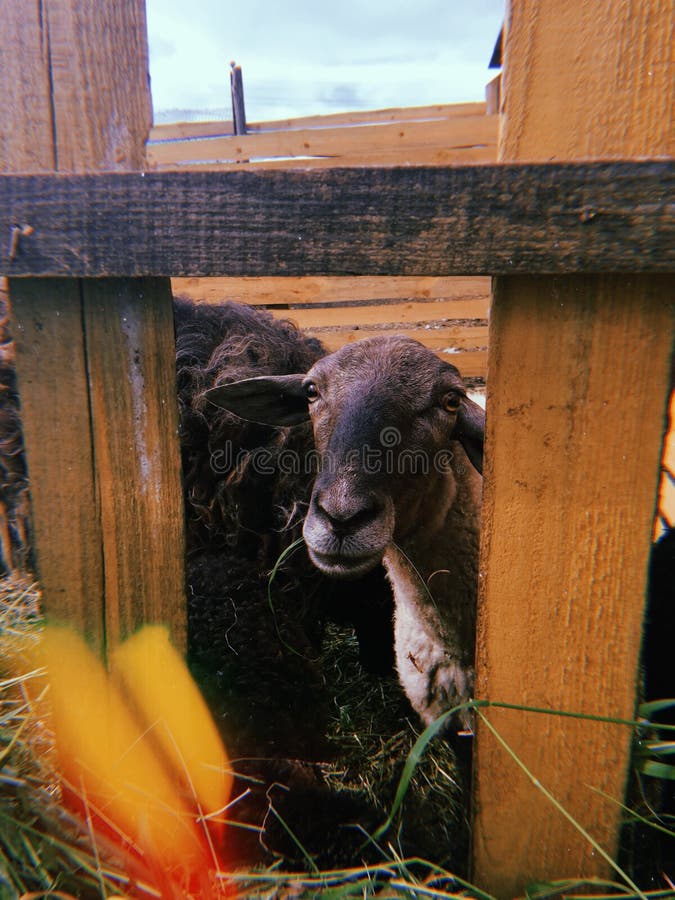 Cute lamb stock photo. Image of lamb, animals, cute - 150652946