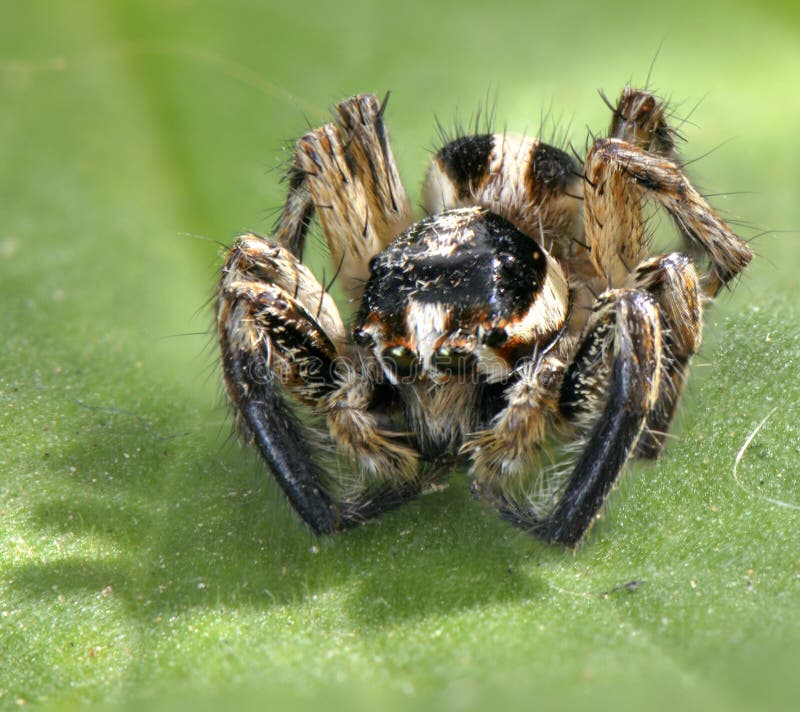 Arthropode Photos Stock - Téléchargez 42,074 Photos libres de droits