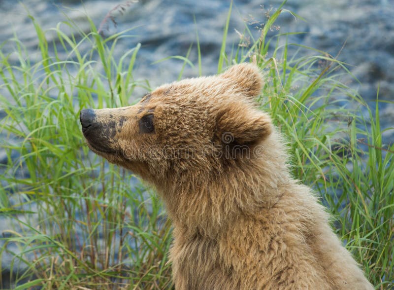 Ours Brun D Alaska Photos Stock - Téléchargez 7,237 Photos libres de droits