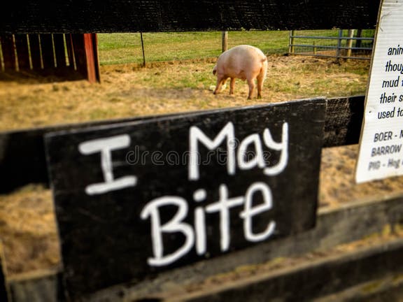 Animal, Danger, Farm, Pig stock image. Image of danger - 86217713