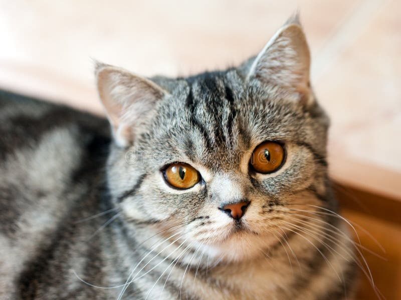 Animal de chat image stock. Image du foncé, expression - 19242701