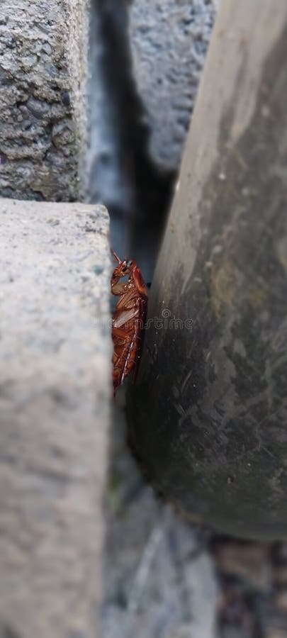 Animal De Insectos Cucaracha De Java Central Indonesia Imagen de ...