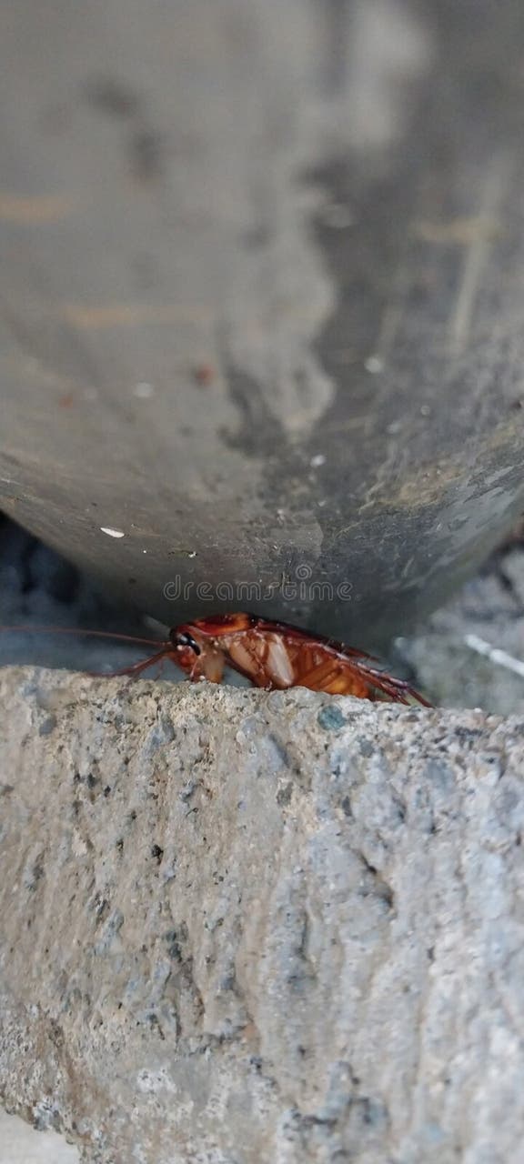 Animal De Insectos Cucaracha De Java Central Indonesia Foto de archivo ...