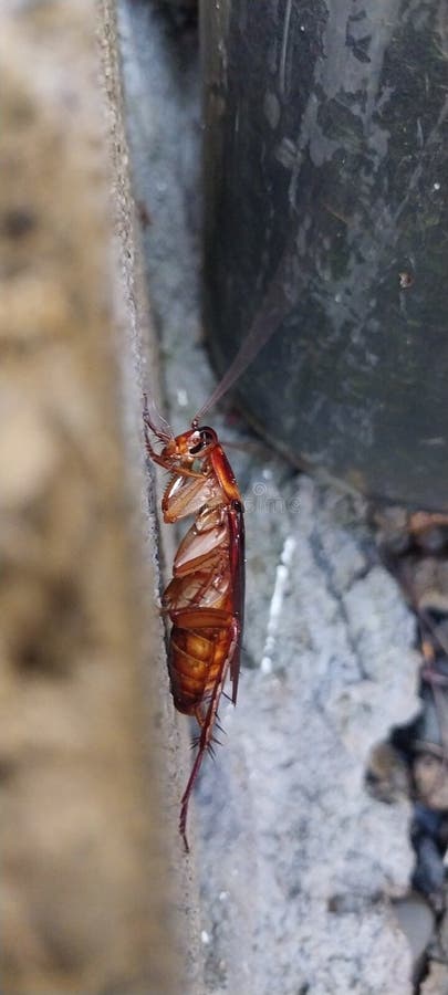 Animal De Insectos Cucaracha De Java Central Indonesia Foto de archivo ...