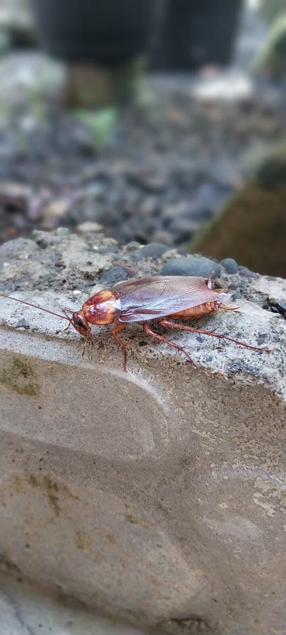 Animal De Insectos Cucaracha De Java Central Indonesia Foto de archivo ...