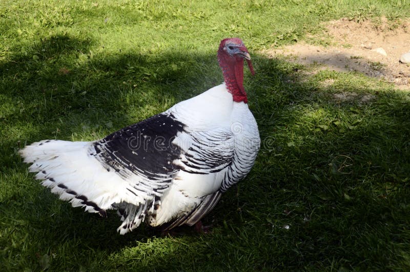 La Ferme D'animaux De La Turquie Photo stock - Image du volaille, dinde ...