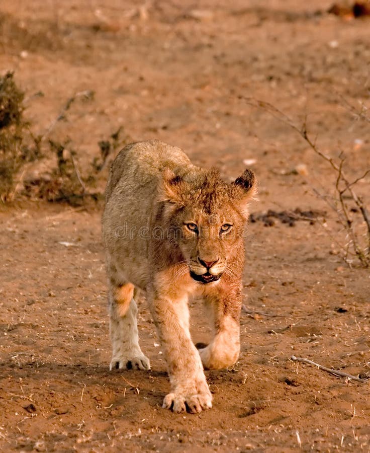 Animal De Lion Dans Le Bloc De Tuli Image stock - Image du afrique ...