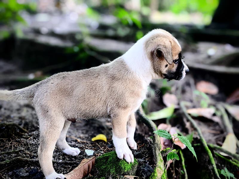 Animal de perro de mascota imagen de archivo. Imagen de perro - 254127659
