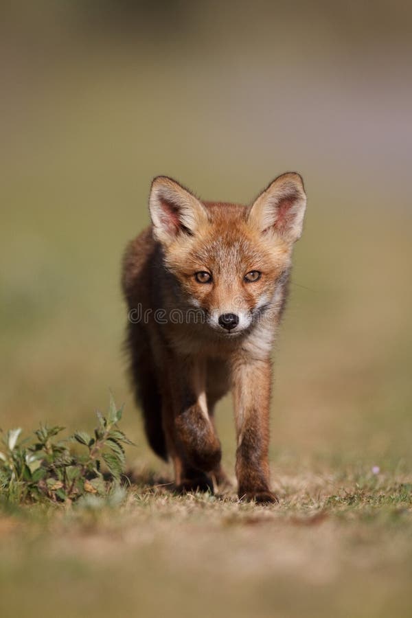 Famille de renard rouge image stock. Image of mère, jeune - 19715239