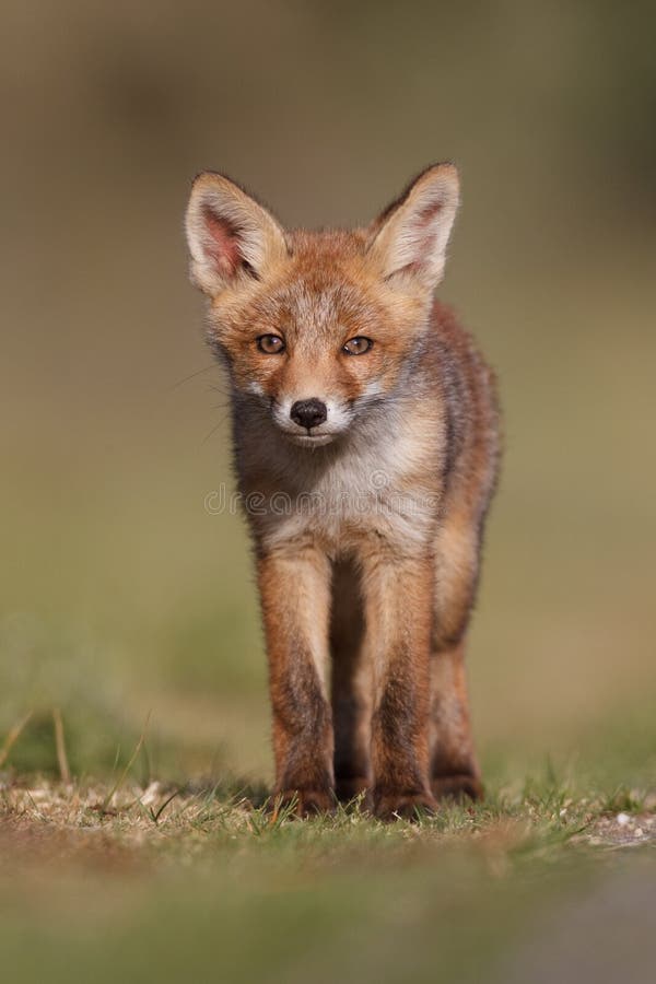 Famille de renard rouge image stock. Image of mère, jeune - 19715239