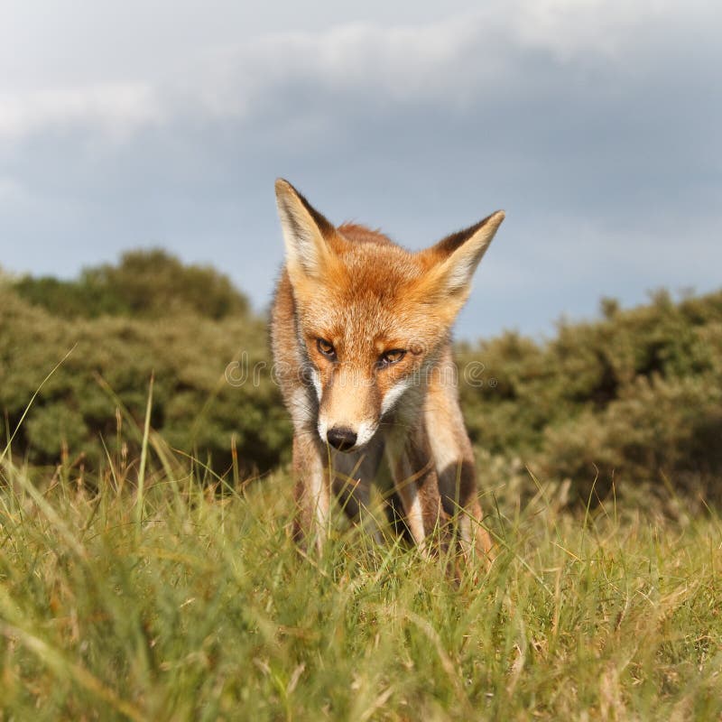 Renardeau roux image stock. Image of prédateur, curieux - 20406693