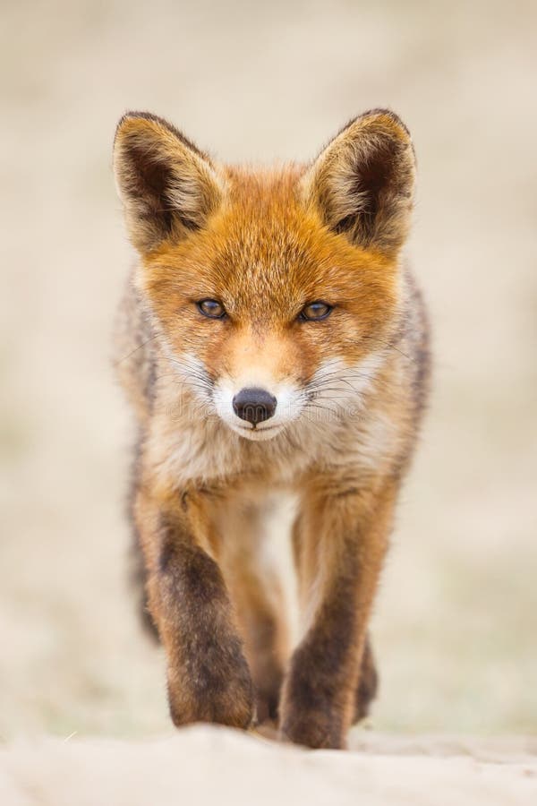 Animal de renard rouge image stock. Image du renard, lionceau - 93947619