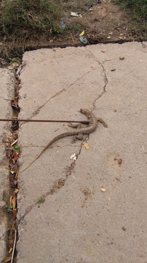 Animal stock image. Image of stone, death, lizard, piece - 98225347