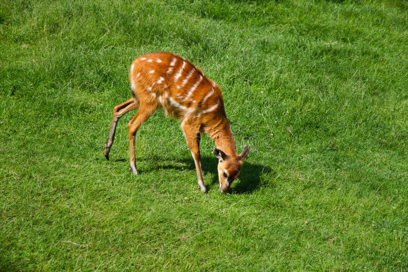 Baby Deer Eating Grass In The Sunny Day Stock Image - Image of spots ...