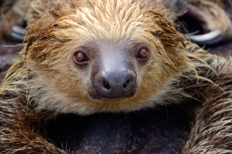 Animal del Amazonas imagen de archivo. Imagen de bosque - 43530163