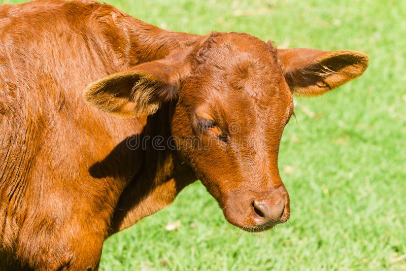 Animal Del Becerro Del Ganado Imagen de archivo - Imagen de carne ...
