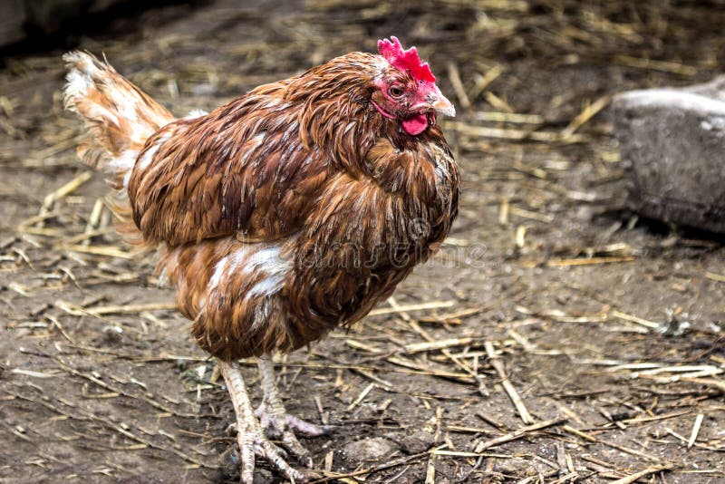 570 Pollo Feo Fotos - Libres de Derechos y Gratuitas de Dreamstime
