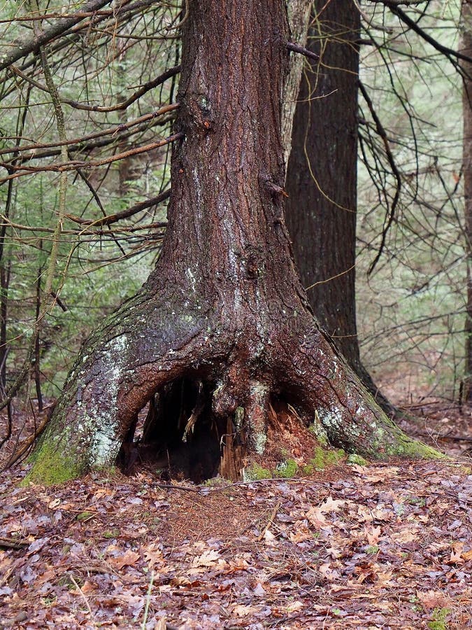 Animal Den at Bottom of Tree Trunk Stock Photo - Image of natural ...