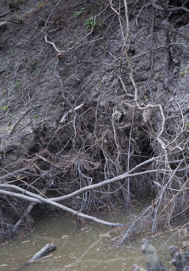 Animal Den at bank of lake stock photo. Image of animal - 121360052