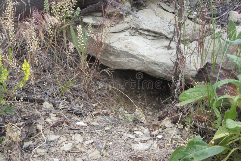 Animal Den stock image. Image of flowers, rock, small - 94476881