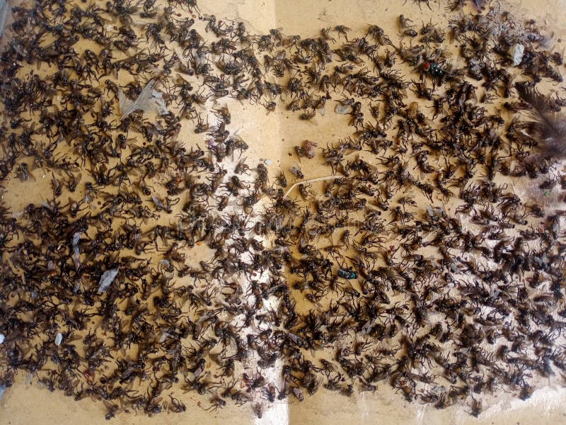 Animal die sense together stock photo. Image of animal - 263969212