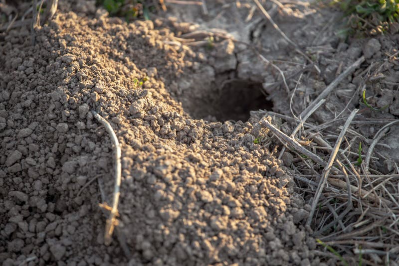 Animal Digs the Ground in Nature Stock Image - Image of molehill, holes ...